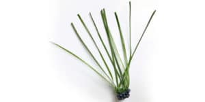 Buy Artificial Turf Direct & Install It | Artificial Grass Recyclers